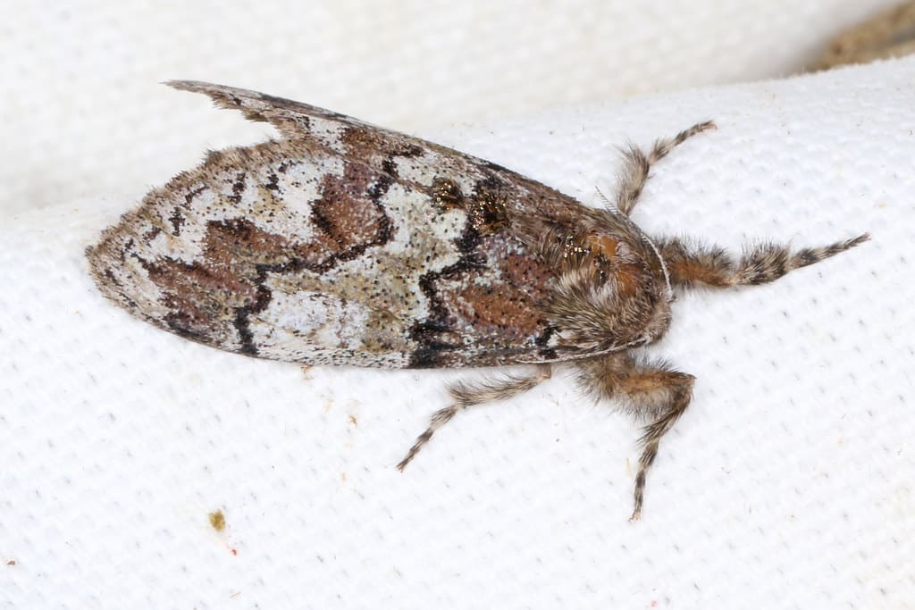 Tussock Moth - J & J Tree Care